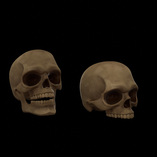 STL file Stylized Human Skull 3D Model – Fully Textured, High-Quality ...
