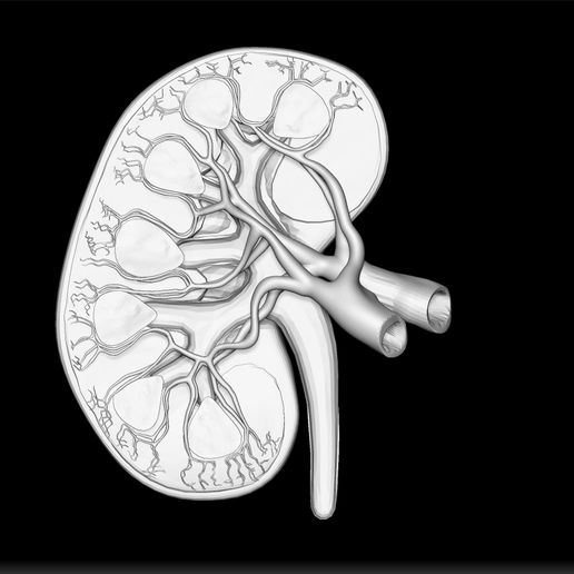 STL file kidney - Ginjal - Kidney Model - Human Kidney STL - Kidney 3D ...