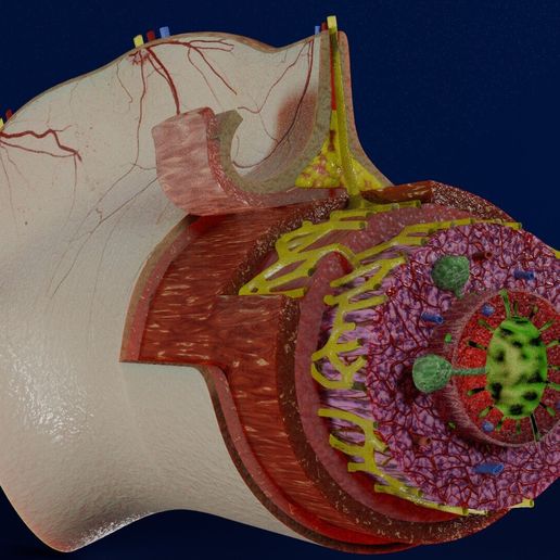⚕️ Intestinal wall layers anatomy labelled・ STL File for 3D printing・Cults