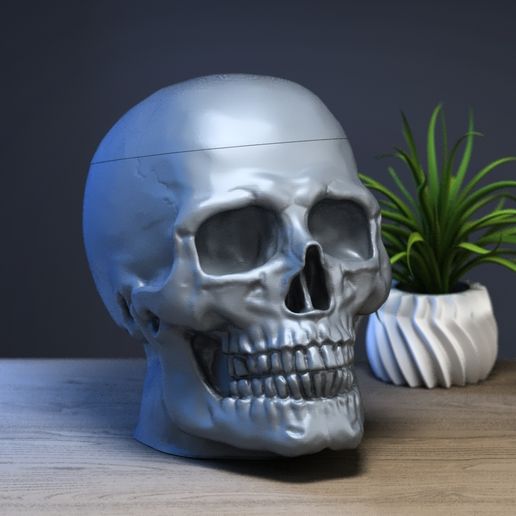 💀 skull container, skull head container,human skull, container, Perfect ...