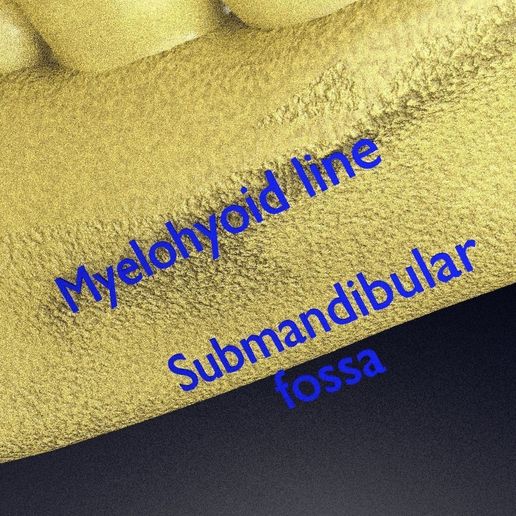 💀 Human skeleton set complete separable labelled bone names parts 3D ...