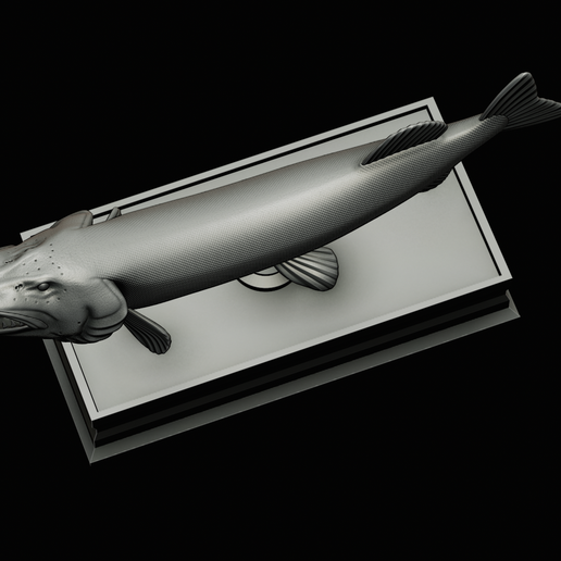 🐠 fish pike muskellunge muskie / Esox masquinongy open mouth with ...