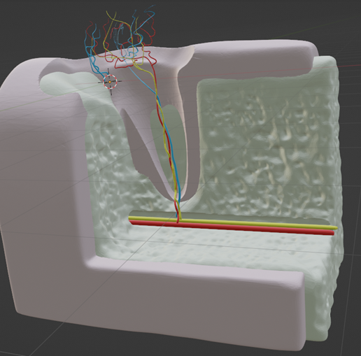STL file DEEP ANATOMY OF TOOTH 🦷 (OBJ)・Template to download and 3D ...