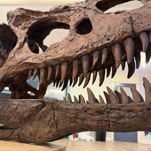 💀 Allosaurus skull・3D Print with the Prusa MK4S 3D printer・Cults