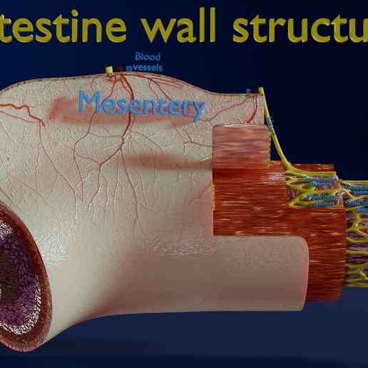 STL file Intestinal wall layers anatomy labelled ⚕️ ・3D printing idea ...