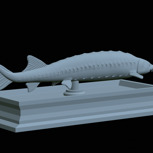 🐠 fish beluga / sturgeon / huso huso / vyza velká statue detailed ...