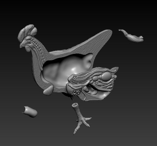 STL file Chicken Anatomy 🐔 ・3D printable model to download・Cults