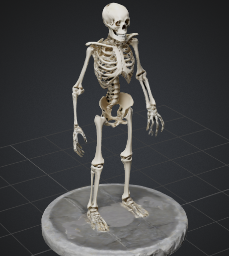 💀 Skeleton・Free STL File for 3D printing・Cults