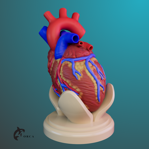 💜 Heart Anatomy For Education・ STL File for 3D printing・Cults