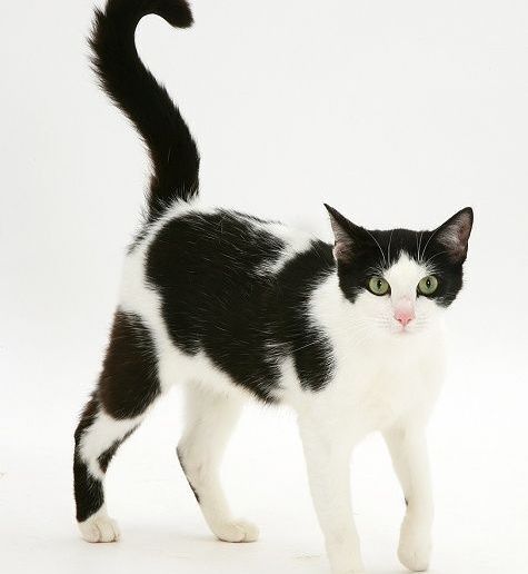 🐱 CAT・ STL File for 3D printing・Cults