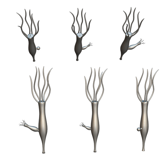 🏳️‍⚧️ Hydra Gender and Ovary Stages・ 3D File for ・Cults