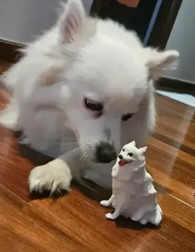 🐕 Japanese spitz・Free 3MF File for 3D printing・Cults