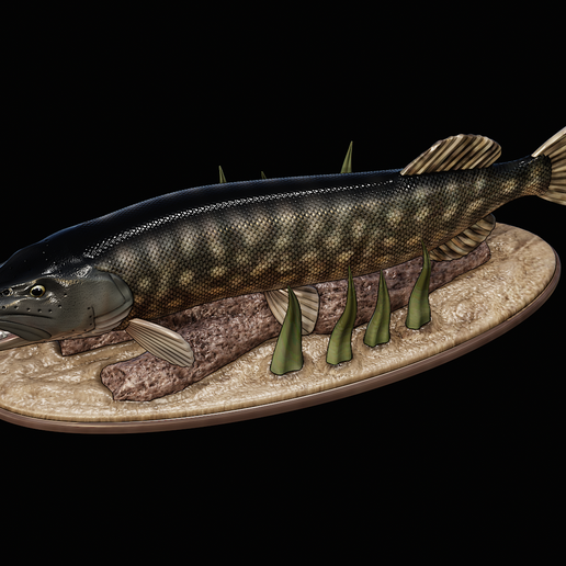 🐠 fish NORTHERN PIKE (ESOX LUCIUS) in motion 2 natural base detailed ...