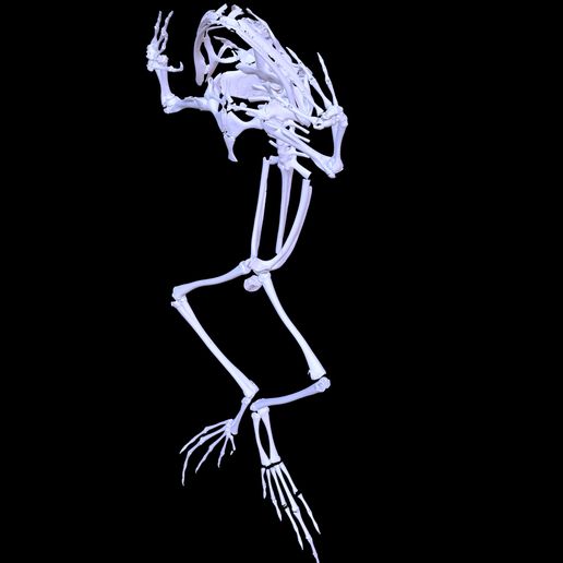 STL file Gopher Frog Skeleton TOAD AMPHIBIAN TADPOLE ANIMAL ANATOMY 3D ...