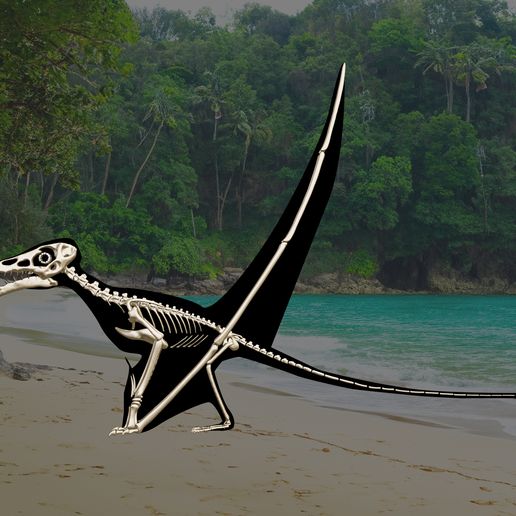 eudimorphodon skeleton