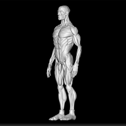 📁 Human Muscle Model - Anatomy STL File - Muscular System Print ...