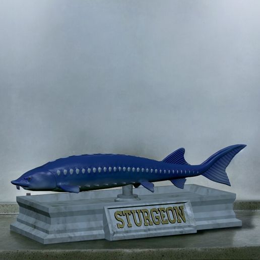 Fichier STL poisson beluga / esturgeon / huso huso / vyza velká statue ...