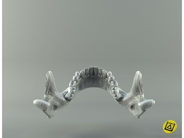 Download free STL file Human Skull • 3D print model ・ Cults