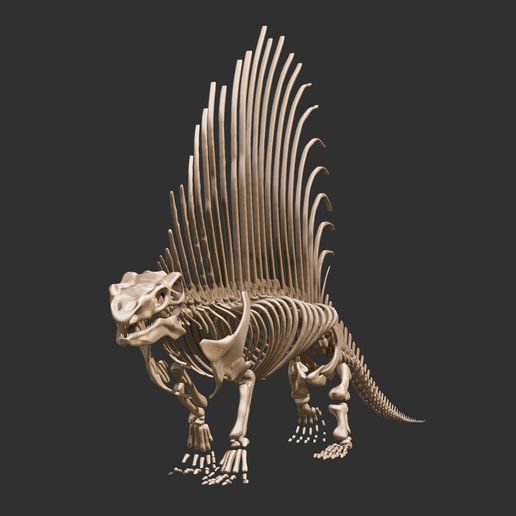 edaphosaurus skeletal