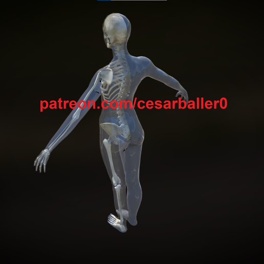 3D file FEMALE SKELETON WITH SKIN FBX ♀️ ・3D print design to download・Cults