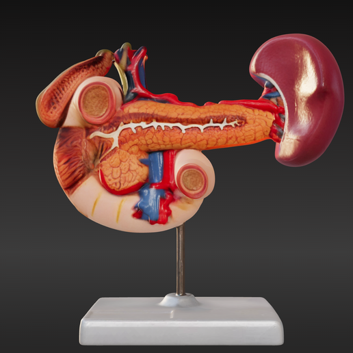 STL file 3D Model of Rear Organs Of The Upper Abdomen Anatomy 🧪 (OBJ ...
