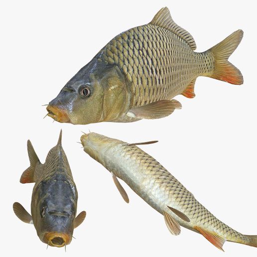 🎏 CARP WATER RIVER OCEAN SEA FISHING ANIMAL Carp Animated FISH 3D ...