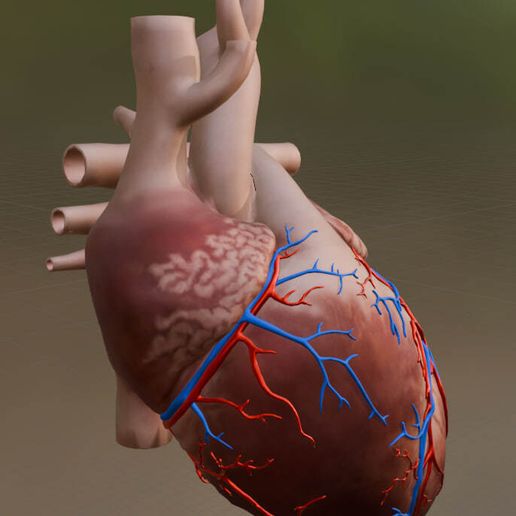 heart realistic