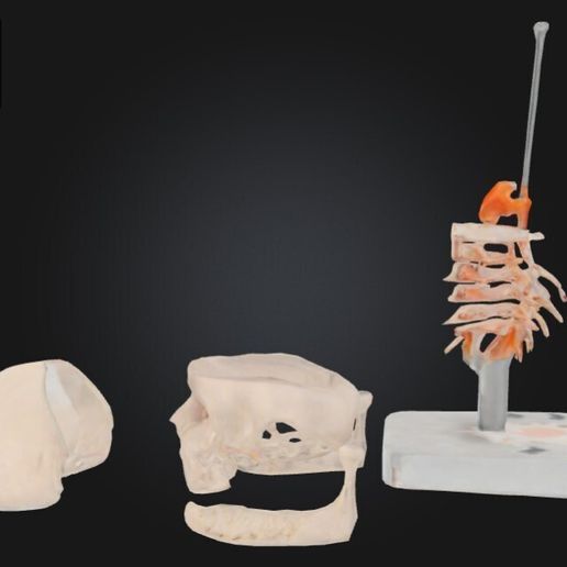 STL file 3D Model of Spinal Cord Model with Nerves 🧪 ・3D printer design ...