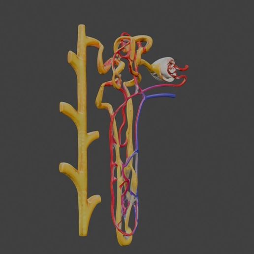 🩻 3D Model of Kidney Nephron・ STL File for 3D printing・Cults