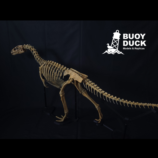 💀 Masiakasaurus knopfleri skeleton・ 3D File for 3D printing・Cults