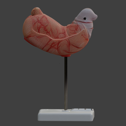 STL file 3D Human Stomach Anatomy Model 🩻 (OBJ)・3D printer design to ...