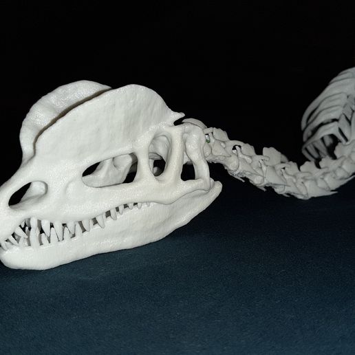 🦖 Dilophosaurus dinosaur complete skeleton・ STL File for ・Cults