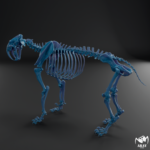 💀 Smilodon populator - sabertooth skeleton 3D print model・ 3D File for ...