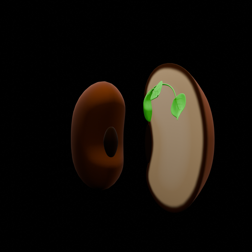 STL file Educational Anatomy of a Seed 3D Model | Fully Textured ...