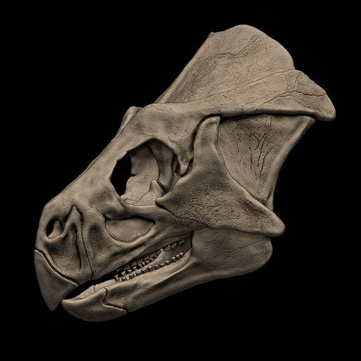 💀 Microceratus Skull 3D print model・ STL File for 3D printing・Cults
