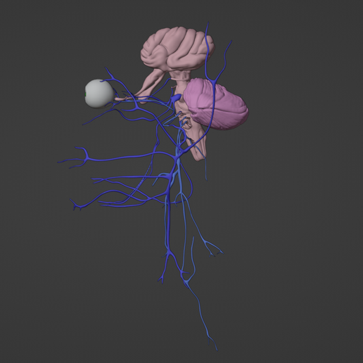 🧠 3D Model of Brain Stem and Cranial Nerves・ STL File for 3D printing・Cults