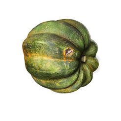 Download 3 3D models from SQUASH VEGETABLE listed by VEGETABLE_SILVIA ...