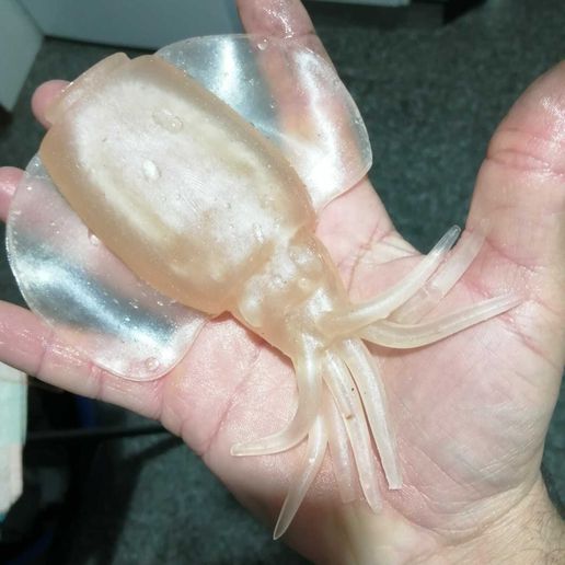🎣 cuttlefish・ STL File for 3D printing・Cults