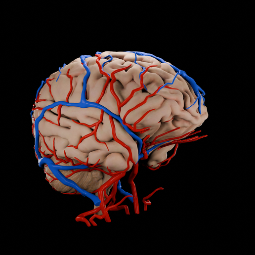 🧠 Detailed Human Brain 3D Model Fully Textured・ STL File for 3D ...
