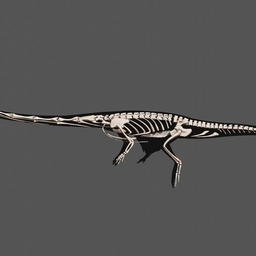 tanystropheus skeleton