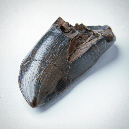 3MF file T-rex tooth 1:1 🦖 ・3D print design to download・Cults
