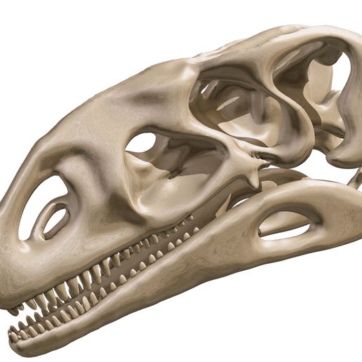 💀 Plateosaurus skull・ OBJ File for 3D printing and CNC machining ...