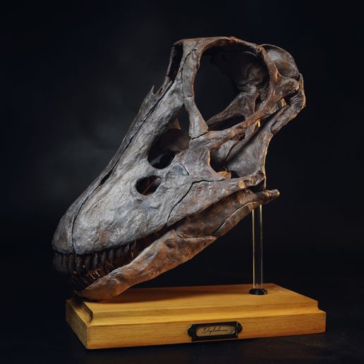 💀 Diplodocus skull・ STL File for ・Cults