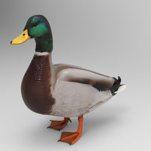 🦆 Standing Adult Duck Figure - Realistic Duck for Farm and Nature ...