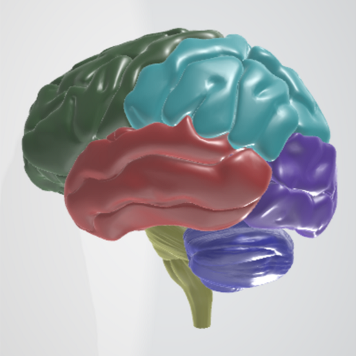 🧠 3D human brain anatomy with frontal, parietal, occipital, temporal ...