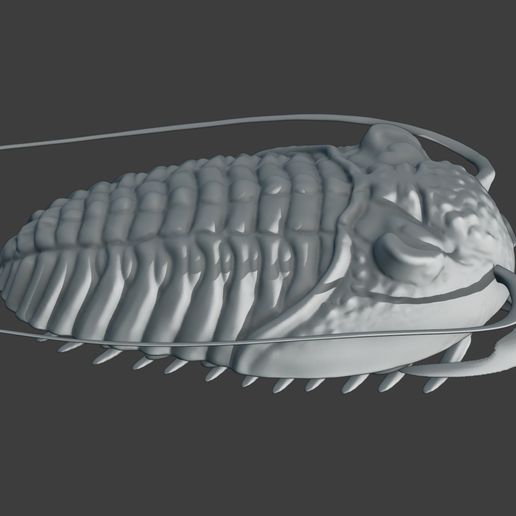 🐚 Trilobites・ STL File for 3D printing・Cults
