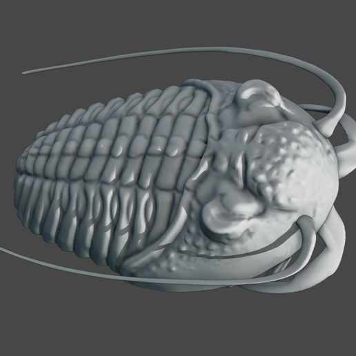 🐚 Trilobites・ STL File for 3D printing・Cults