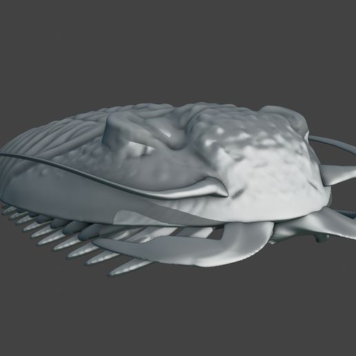 🐚 Trilobites・ STL File for 3D printing・Cults