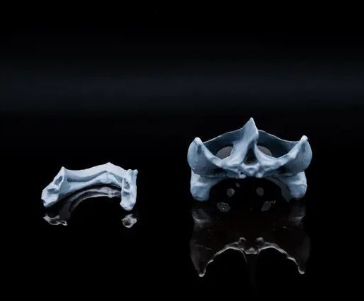 🐢 Snapping Turtle Skull・ 3D File for 3D printing・Cults