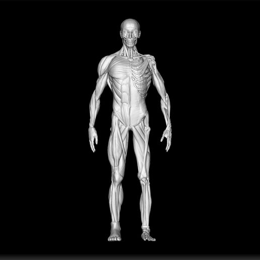 ⚕️ Anatomy Human Medical - Human Anatomy STL - Medical Body Sculpture ...
